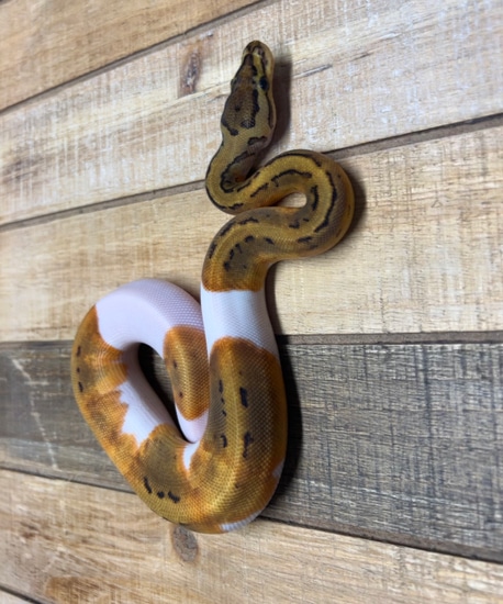 Orange Dream Pinstripe Pied 50% Het Clown Ball Python by Paperclip Pythons
