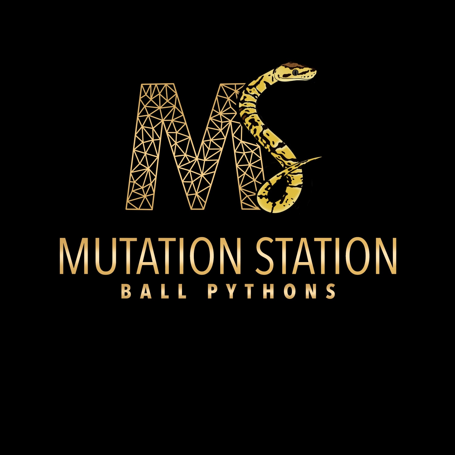 Mutation Station Ball Pythons LLC's Collection - MorphMarket