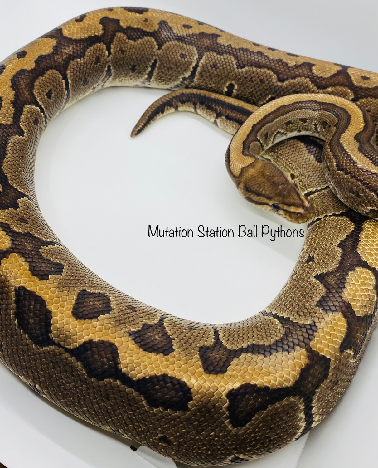 Chocolate Pinstripe Ball Python by Mutation Station Ball Pythons LLC ...