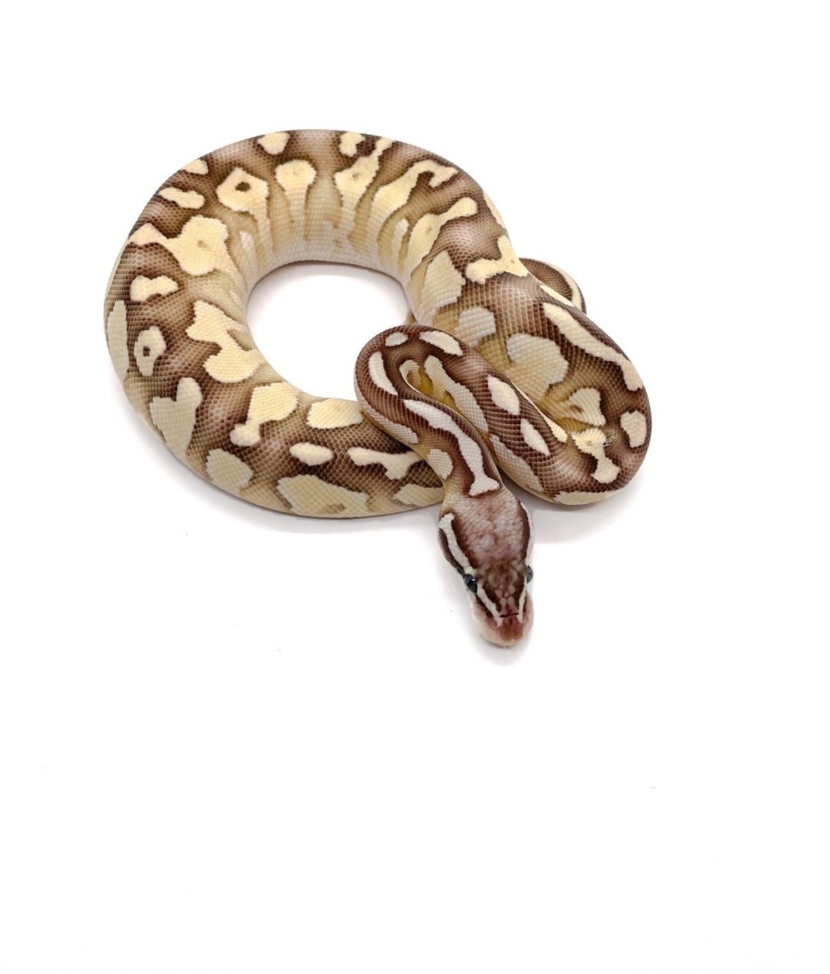 Butterfly Ball Python by Mutation Station Ball Pythons LLC - MorphMarket