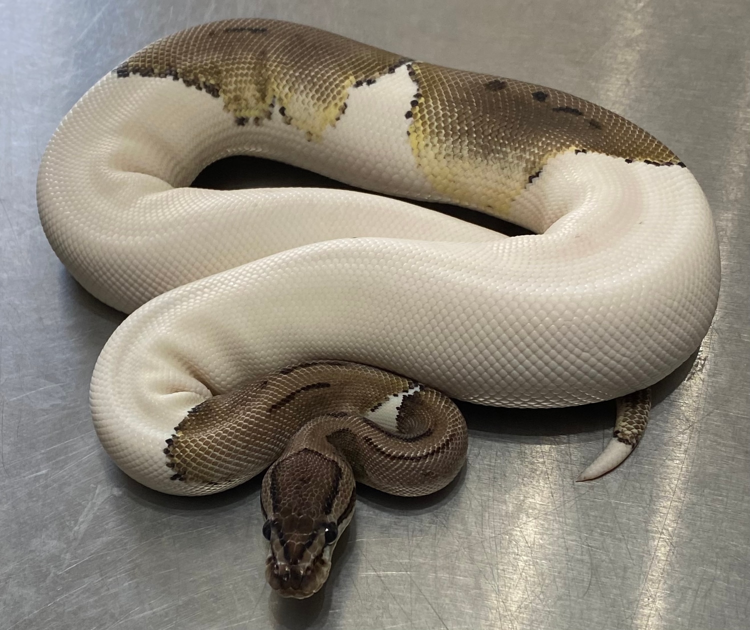 2021 Pinstripe Axanthic Pied Ball Python by Mutation Station Ball ...