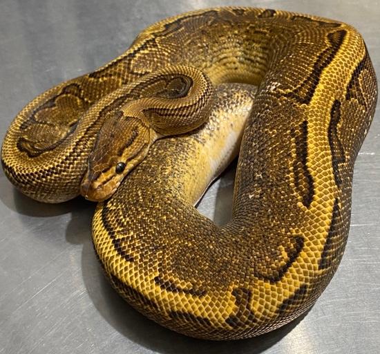 Calico PinStripe YellowBelly Pos Het Sunset Ball Python by Mutation ...