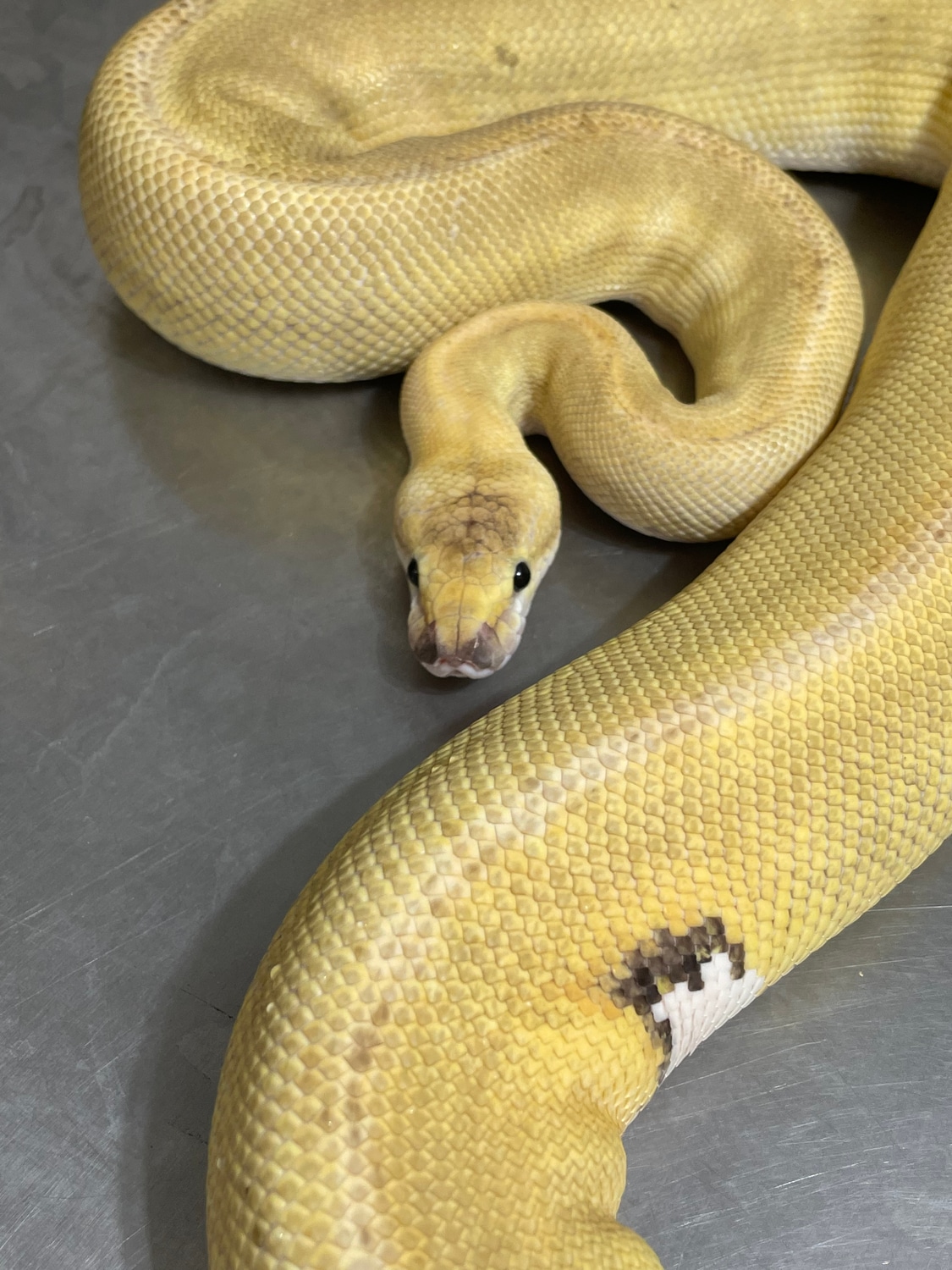 Cinnamon Champagne Ball Python by Mutation Station Ball Pythons LLC ...