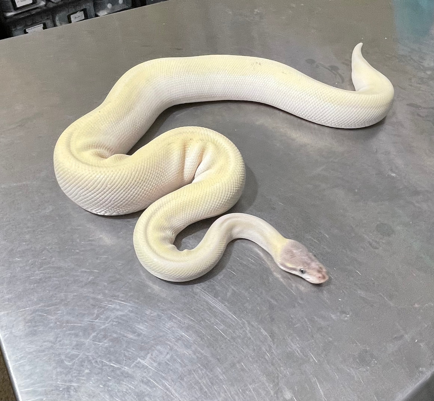 Super Mojave Ball Python by Mutation Station Ball Pythons LLC - MorphMarket
