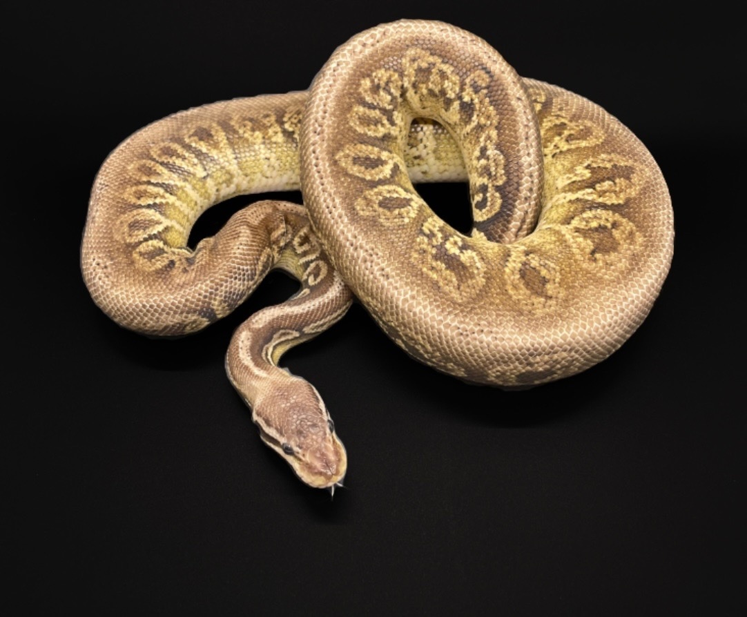 Gravel Black Pewter Ball Python by Mutation Station Ball Pythons LLC ...