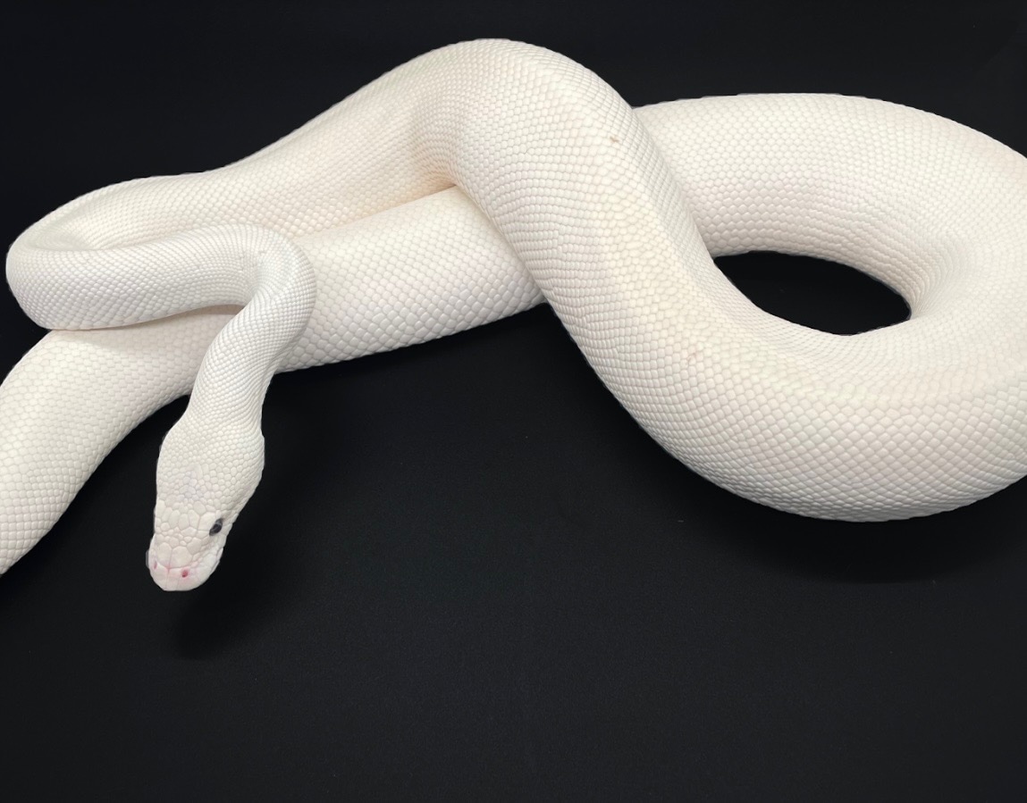 Female Blue Eyed Lucy Poss Leopard Ball Python by Mutation Station Ball ...