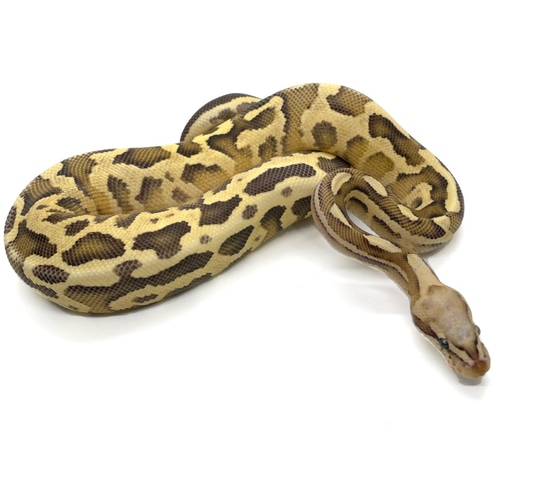 Leopard Mystic Vanilla Cream 50% Het Clown Ball Python by Mutation ...
