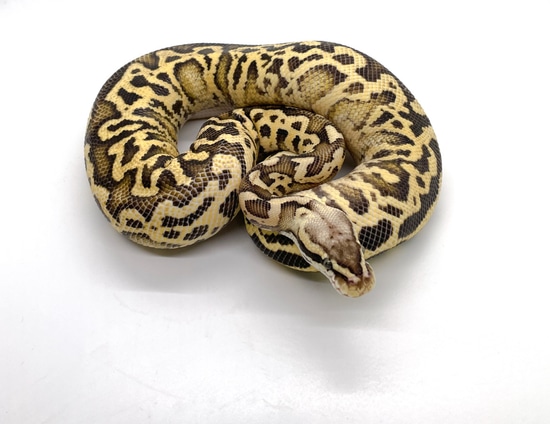 *Free Shipping* Firefly Leopard Trick Het Clown Ball Python by Mutation ...