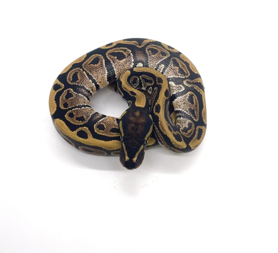 Normal 50 % Het Ghost Ball Python by Mutation Station Ball Pythons LLC