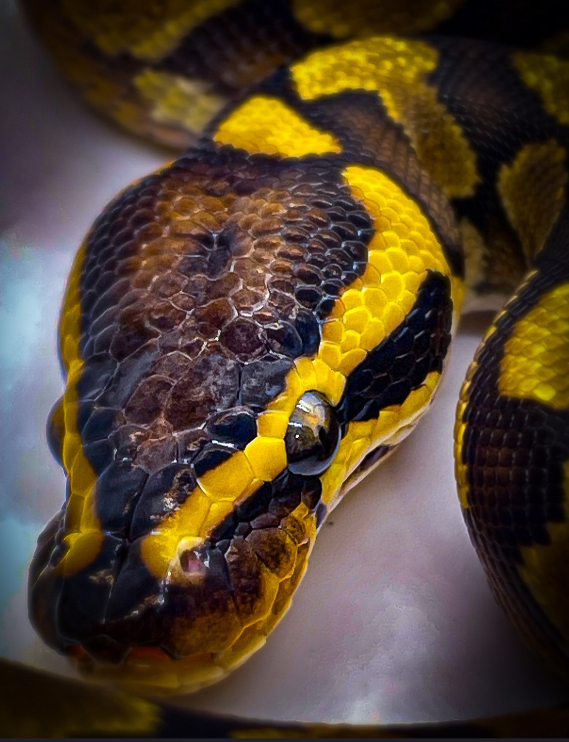 Enchi Yellowbelly Ball Python by Mutation Station Ball Pythons LLC ...