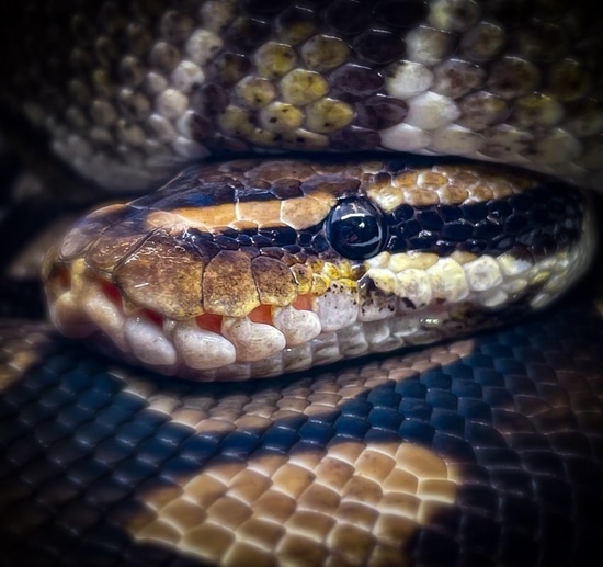 Normal Proven Breeder Ball Python by Mutation Station Ball Pythons LLC