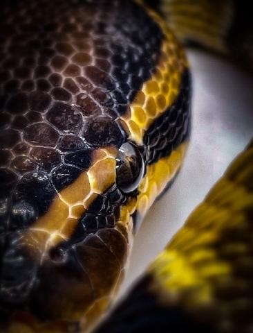 OD Proven Breeder Ball Python by Mutation Station Ball Pythons LLC ...