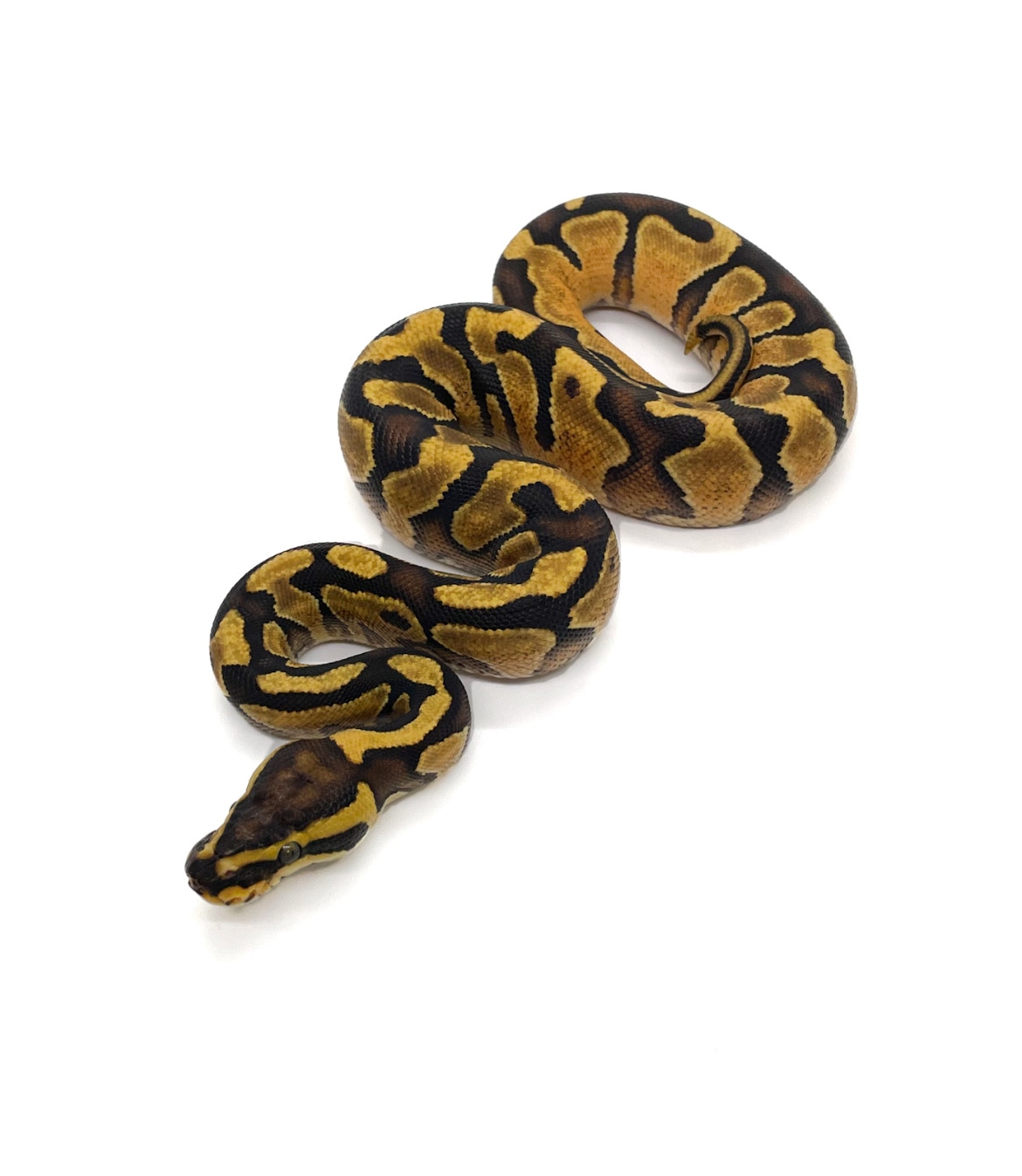 Enchi Yellowbelly Ball Python by Mutation Station Ball Pythons LLC ...