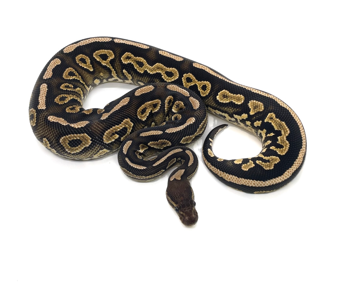 Black Pastel Yellowbelly/Gravel Ball Python by Mutation Station Ball ...