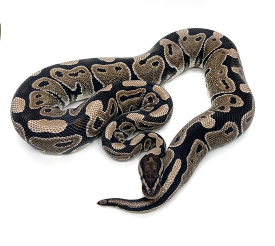 VPI Axanthic Joliff Tiger Het Ghost Ball Python by Mutation Station ...