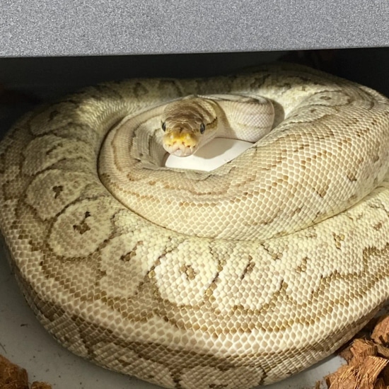 Proven Breeder Female Pastel Pinstrip Mojave Ball Python by Mutation ...