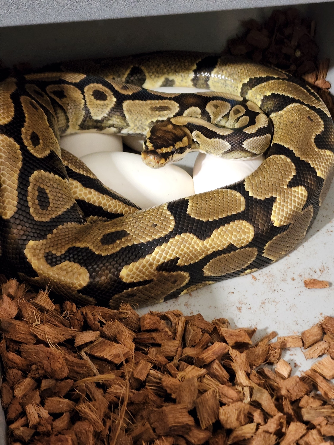 Proven Breeder Female Gravel Ball Python by Mutation Station Ball ...
