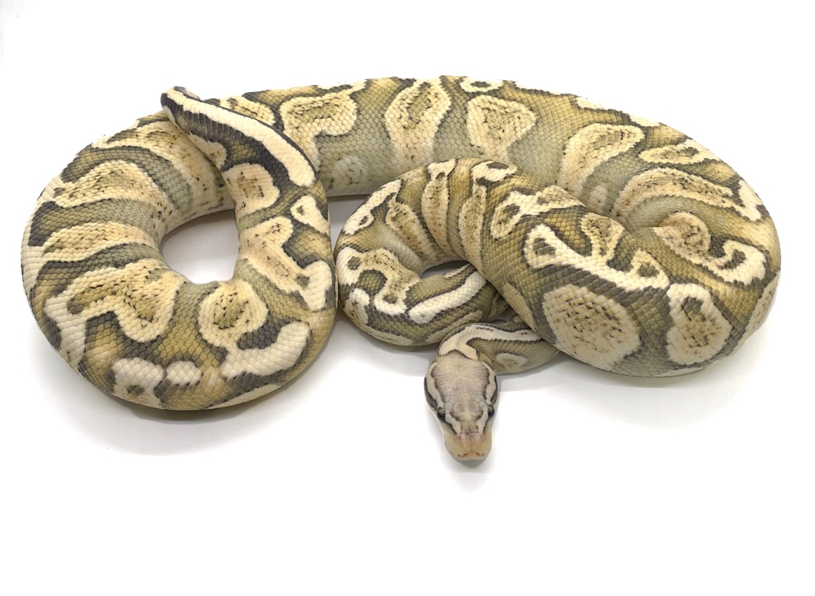 Pastel Vanilla Ghi Ghost Ball Python by Mutation Station Ball Pythons ...
