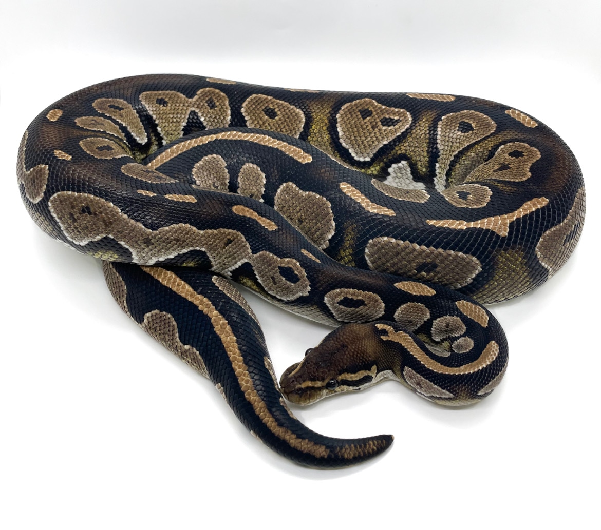 Proven Breeder Female Blackhead 66% Het Lavender Albino Ball Python by ...