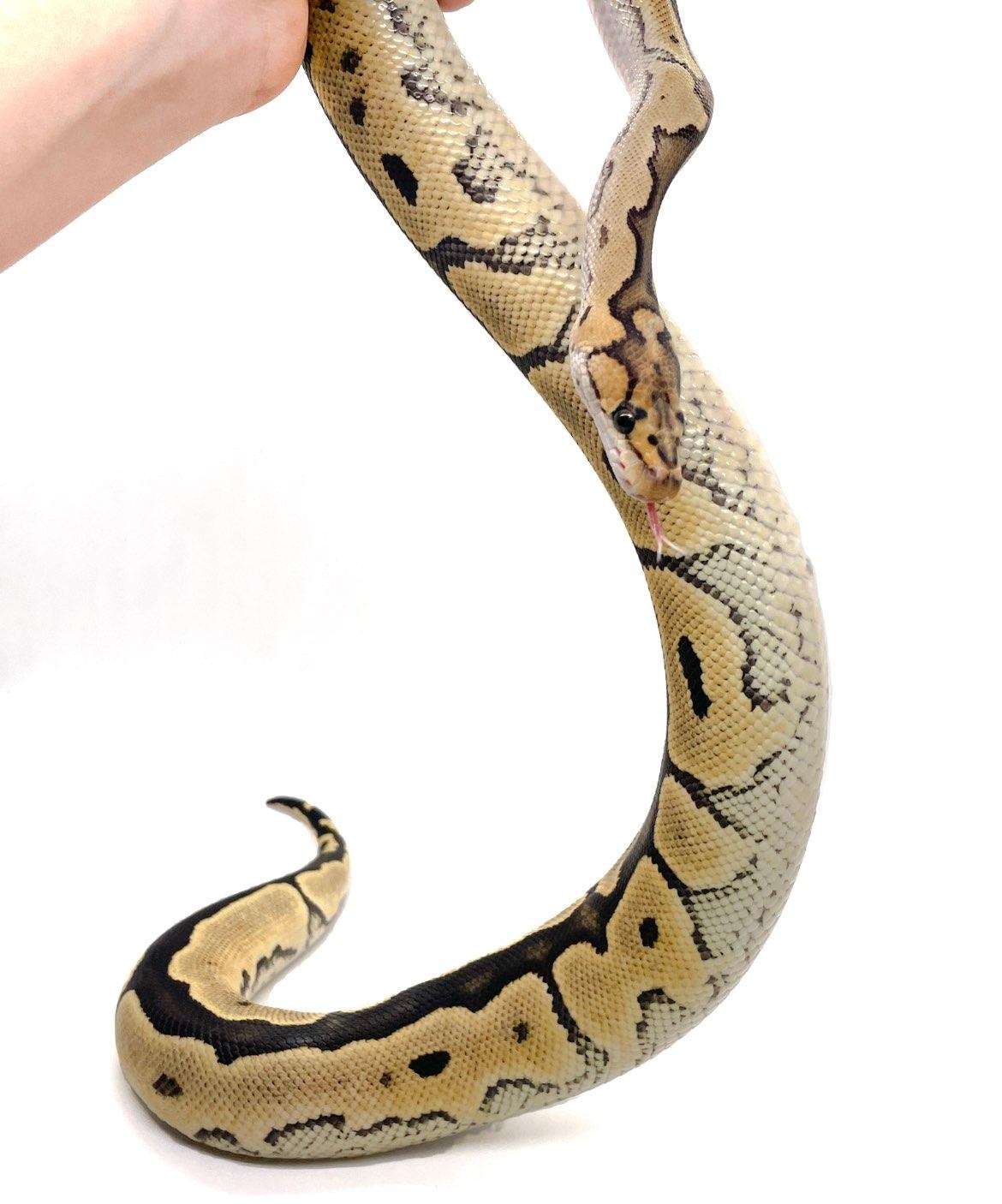 Female White Lace Clown Ball Python by Mutation Station Ball Pythons ...