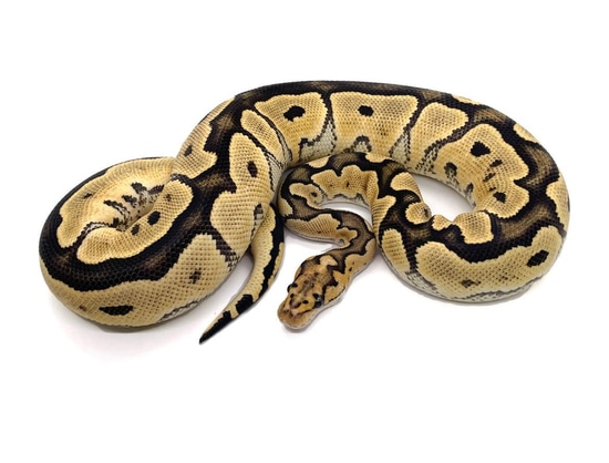 Female White Lace Clown Ball Python by Mutation Station Ball Pythons LLC