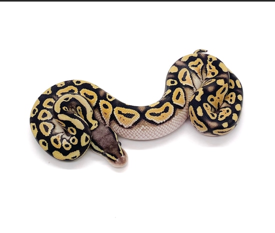 * Free Shipping *Pastel Phantom Lace Het Ghost Ball Python by Mutation ...