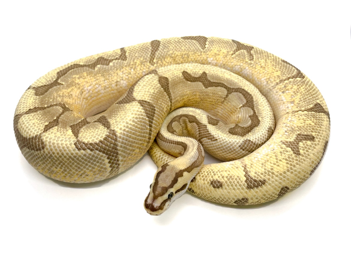 Spider Fire Mojave Enchi Ball Python by Mutation Station Ball Pythons ...