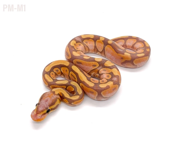 OD Banana Het Paint Ball Python by Mutation Station Ball Pythons LLC