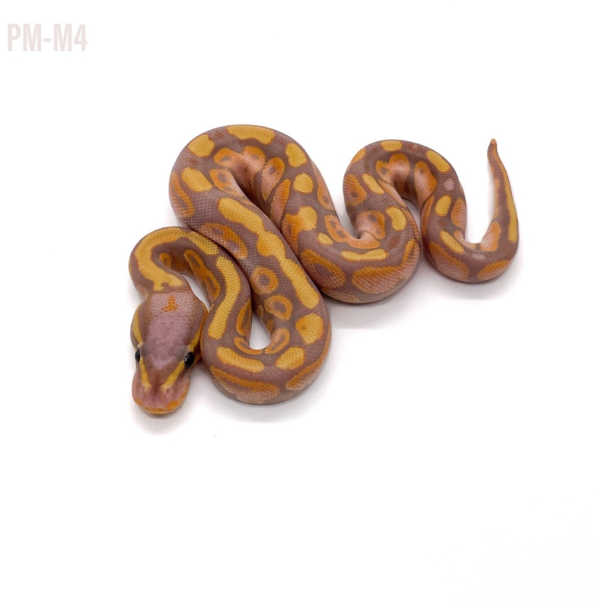 Banana Het Paint Ball Python by Mutation Station Ball Pythons LLC ...
