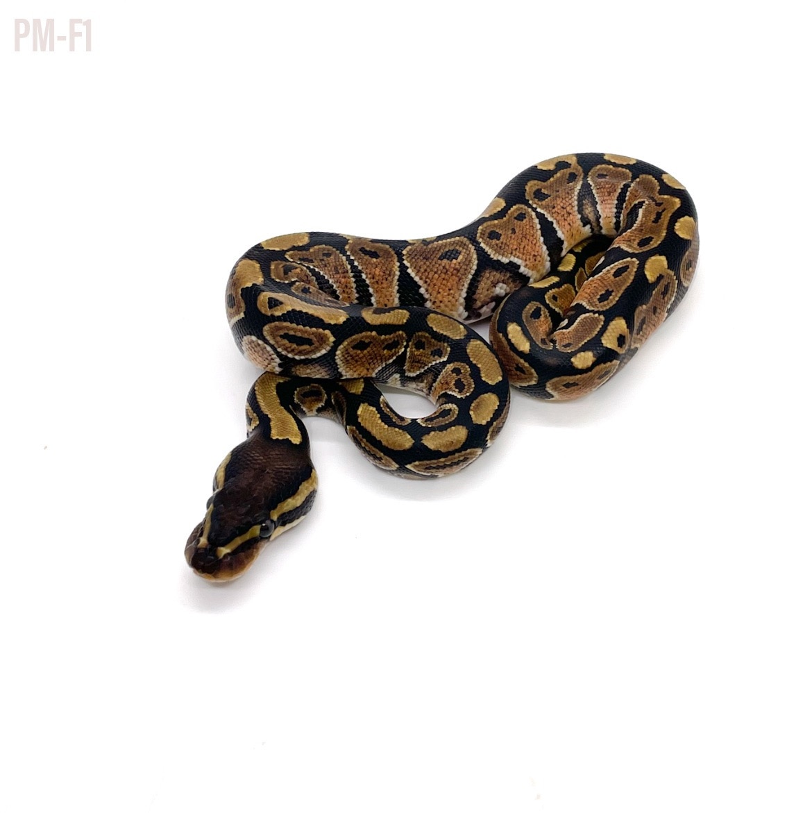 Normal Pos OD Het Paint Ball Python by Mutation Station Ball Pythons ...