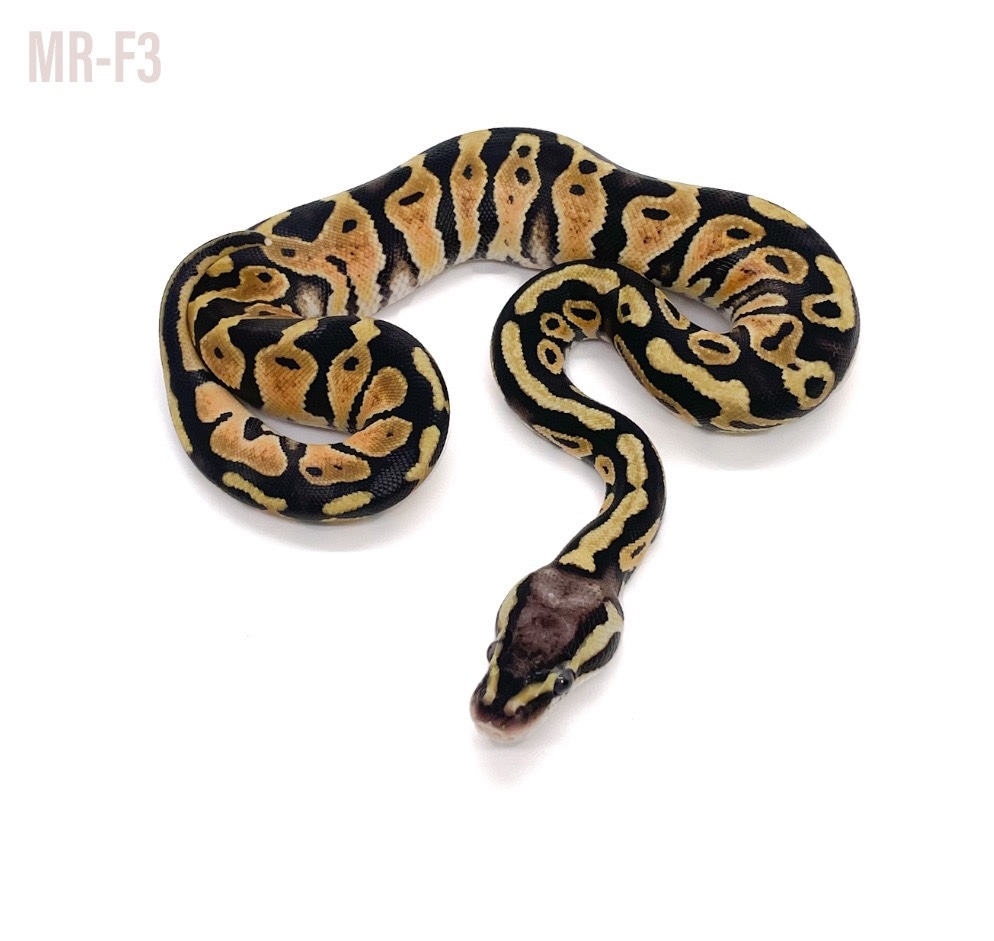 Pastel Enchi Het Clown Het Cryptic Ball Python by Mutation Station Ball ...