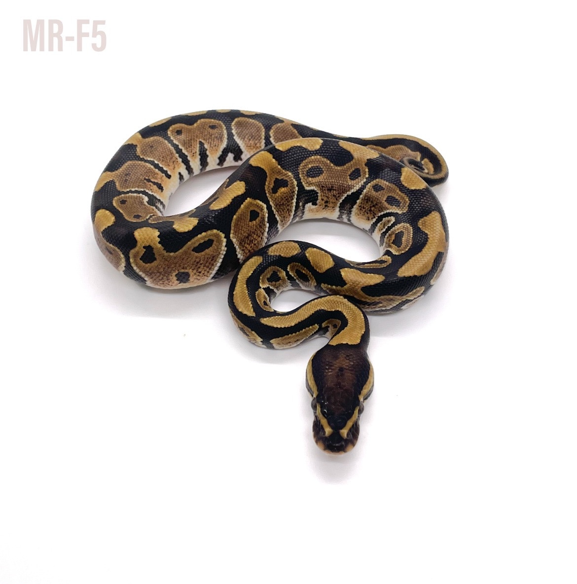 Enchi Het Clown Het Cryptic Ball Python by Mutation Station Ball ...