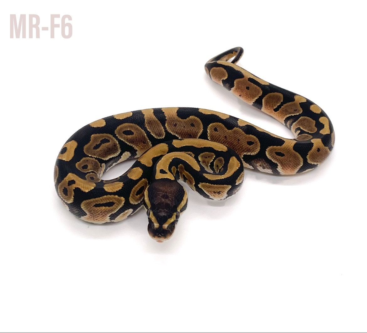 Scaleless Head Enchi Het Clown Het Cryptic Ball Python by Mutation ...