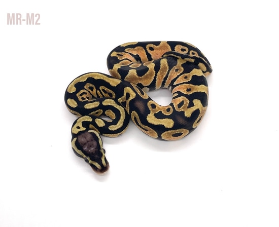 Pastel Scaleless Head Enchi Het Clown Het Cryptic Ball Python by ...