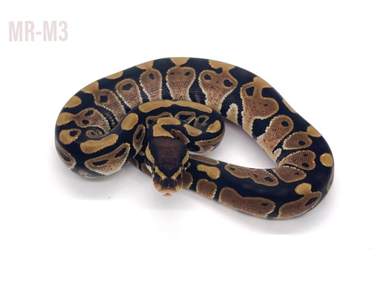 Normal Het Clown Het Cryptic Pos Enchi Ball Python by Mutation Station ...