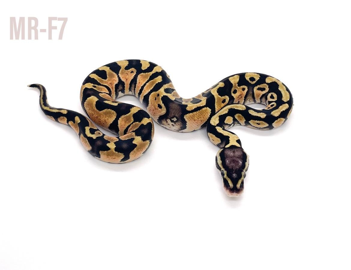 Pastel Enchi Scaleless Head Het Clown Het Cryptic Ball Python by ...