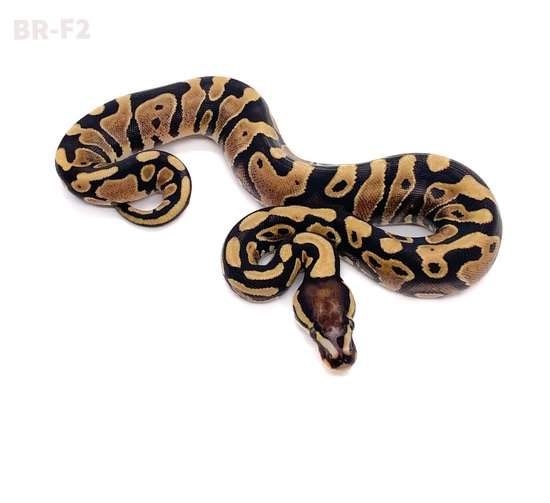 Yellowbelly Scaleless Head Het Crypton Ball Python by Mutation Station ...