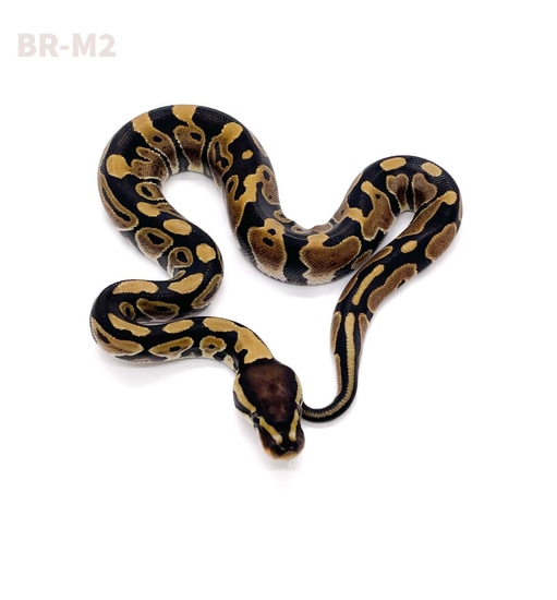 Scaleless Head Het Crypton Ball Python by Mutation Station Ball Pythons LLC