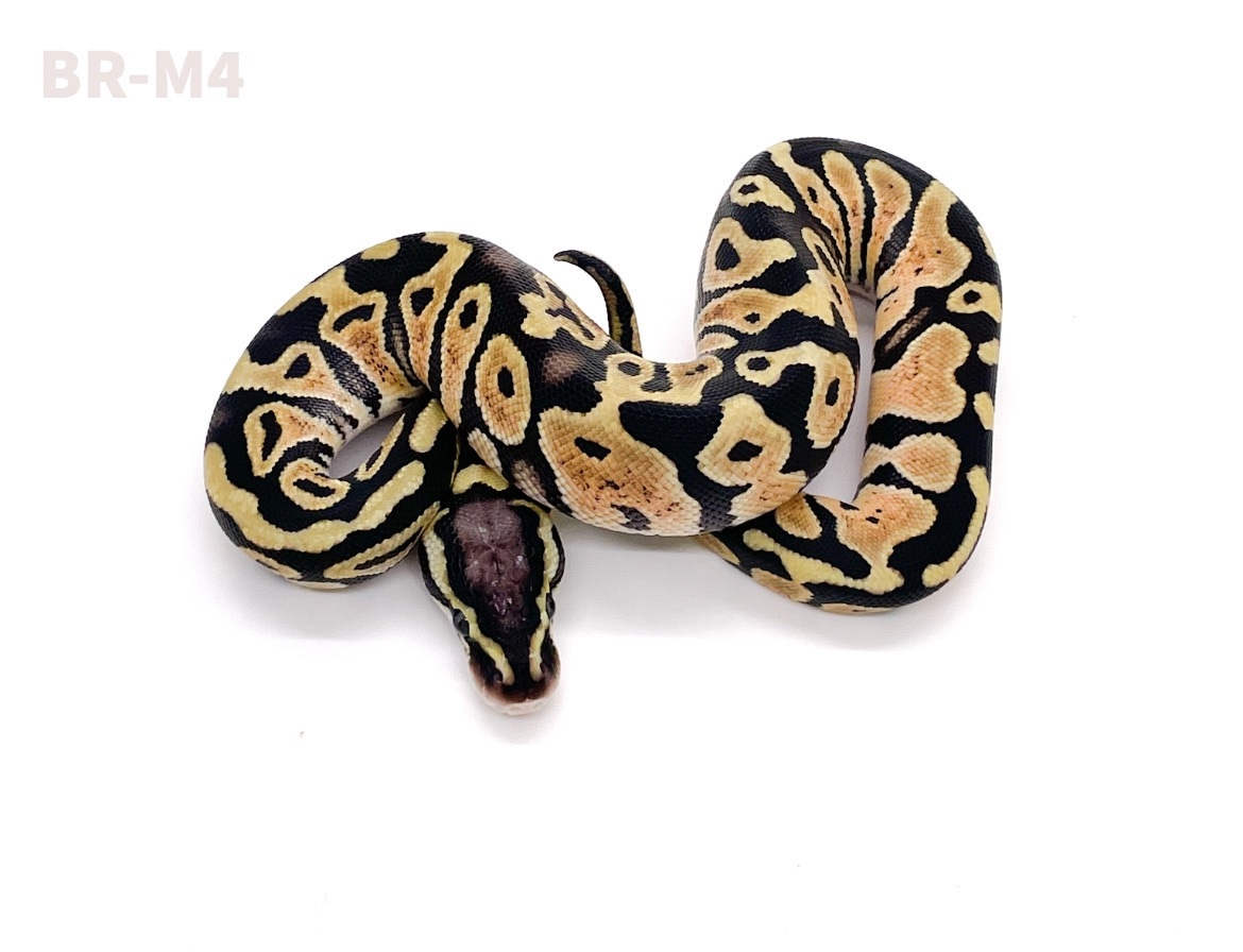 Pastel Het Crypton Ball Python by Mutation Station Ball Pythons LLC ...