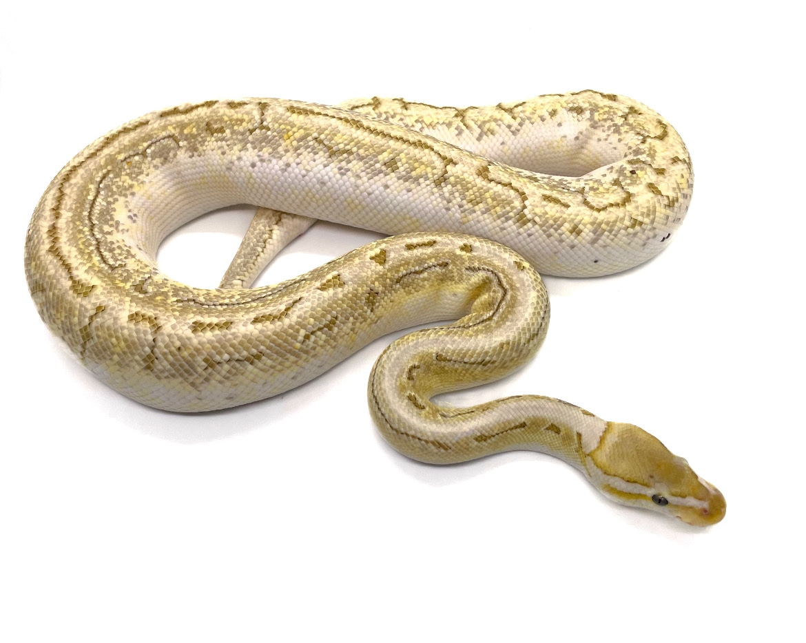 Bamboo OD Pinstripe 100% Ultramel Ball Python by Mutation Station Ball ...