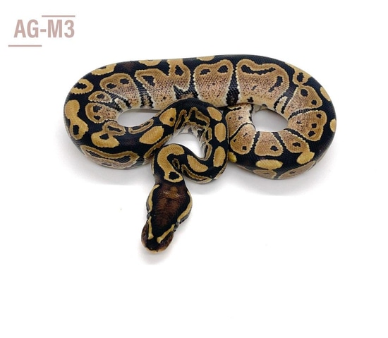 Normal Pos Het Hypo Ball Python by Mutation Station Ball Pythons LLC