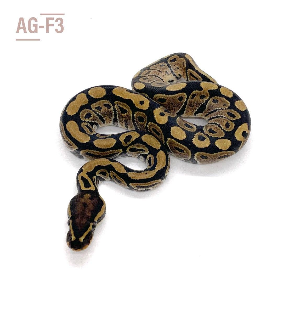 Normal Pos Het Hypo Ball Python by Mutation Station Ball Pythons LLC ...