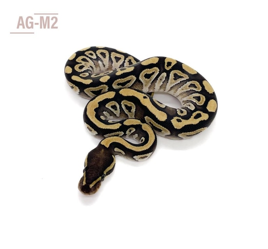Mojave Pos Het Hypo Ball Python by Mutation Station Ball Pythons LLC