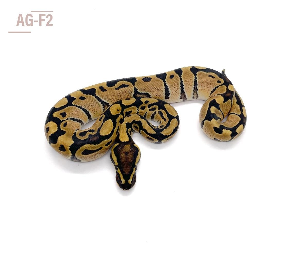 Enchi Pos Het Hypo Ball Python by Mutation Station Ball Pythons LLC ...