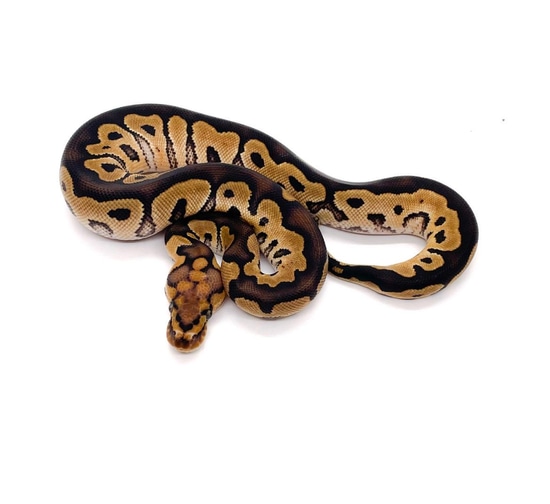 Yellowbelly Clown Ball Python by Mutation Station Ball Pythons LLC