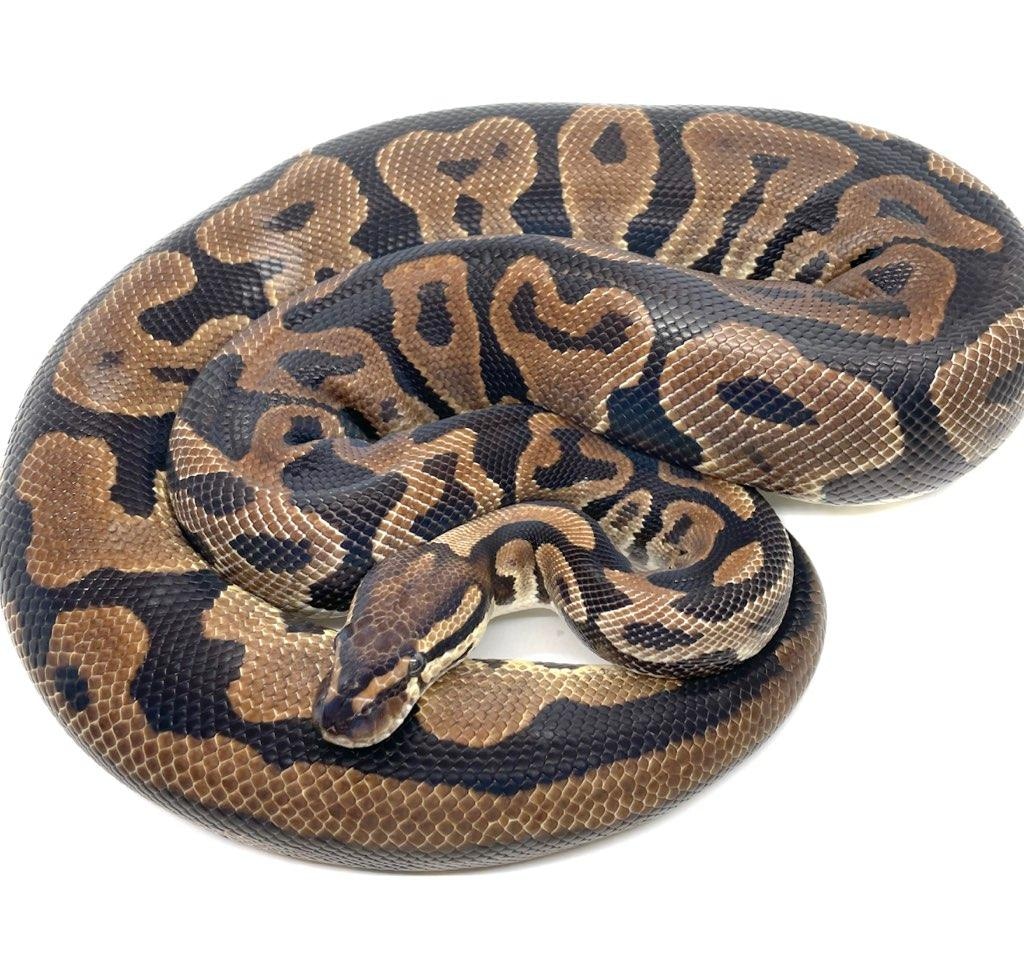 Proven Leopard Ball Python by Mutation Station Ball Pythons LLC ...