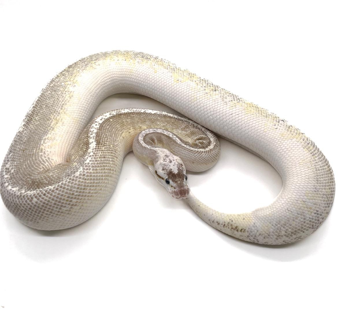 Pewter SuperStripe Het Ghost Ball Python by Mutation Station Ball ...