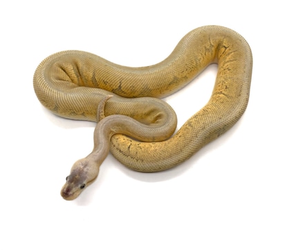 Mutation Station Ball Pythons LLC - MorphMarket