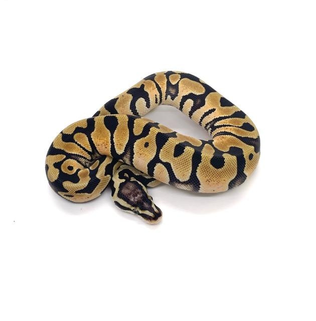 Pastel Scaleless Head Enchi Het Crypton Ball Python by Mutation Station ...