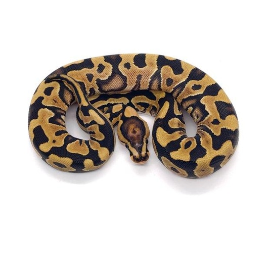 Yellowbelly Scaleless Head Crypton Ball Python by Mutation Station Ball ...